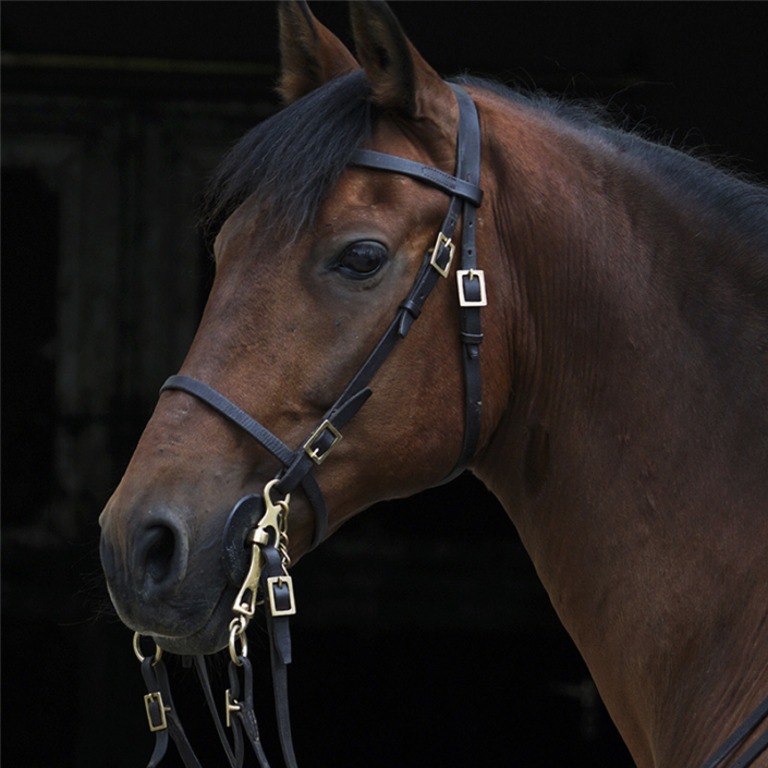 Portugiesischer Zaum mit eckiger Schnalle - Let´s go working!